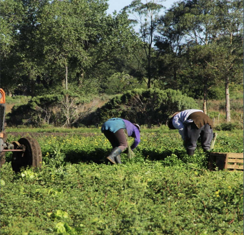 IDEMS International Community Interest Company (CIC) – Innovations in ...